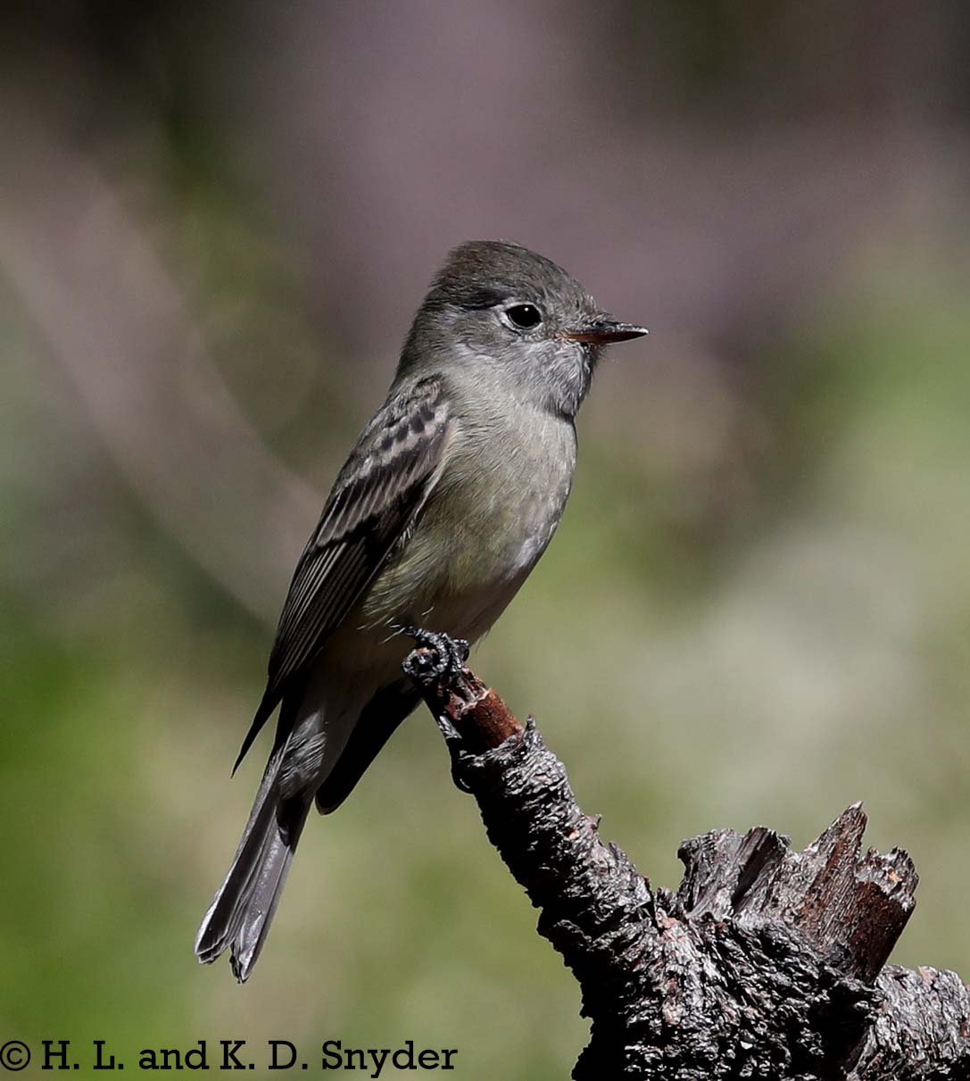 Hammond’s Flycatcher – MOONBEAMPUBLISHING.ORG