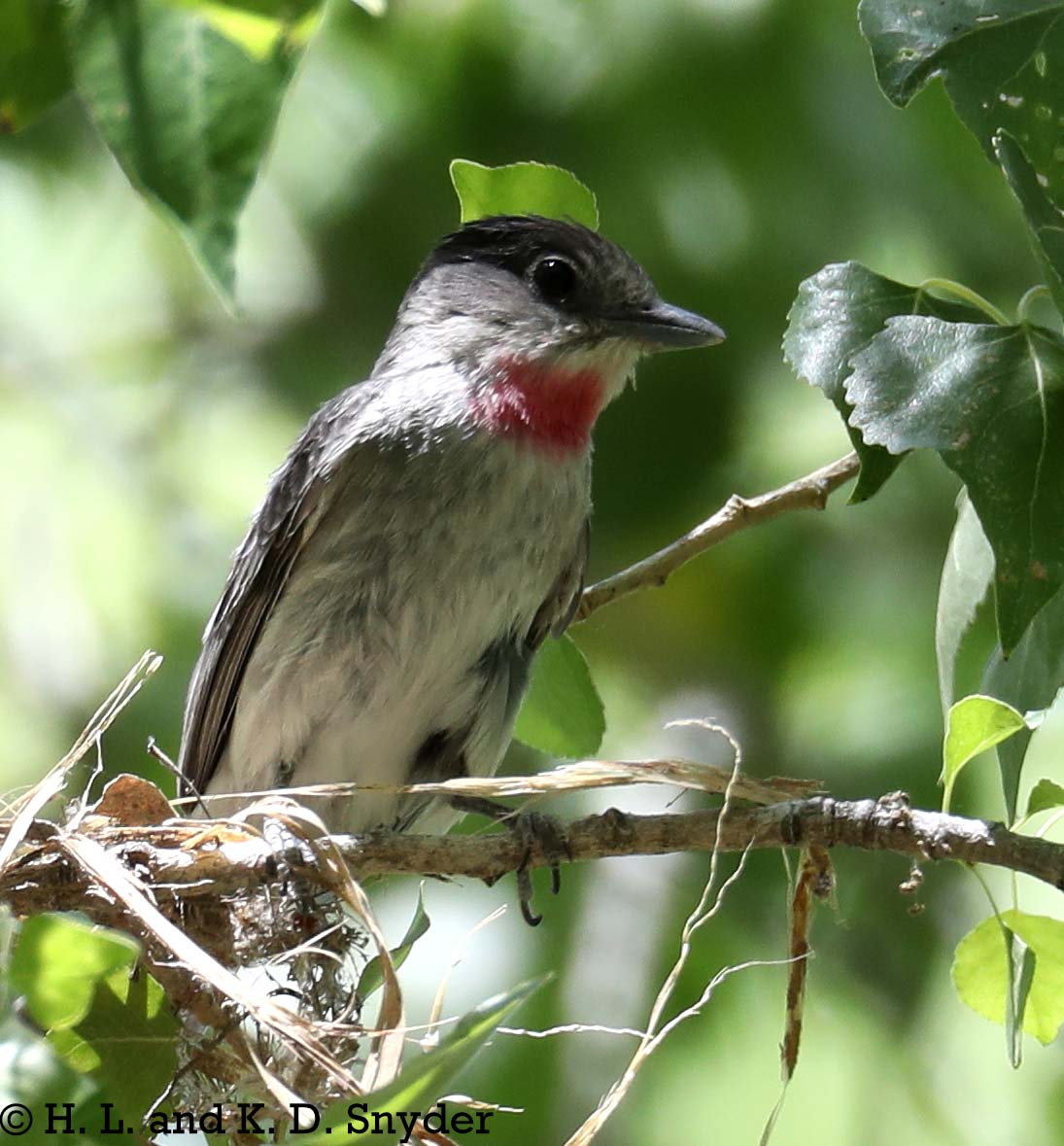 Rose-throated Becard (USA) – MOONBEAMPUBLISHING.ORG