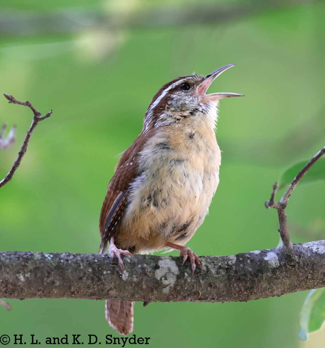 Carolina Wren – MOONBEAMPUBLISHING.ORG