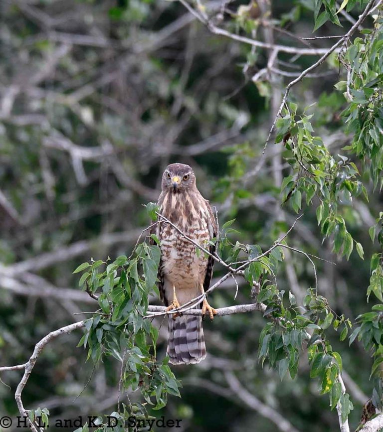 Roadside Hawk (USA) – MOONBEAMPUBLISHING.ORG